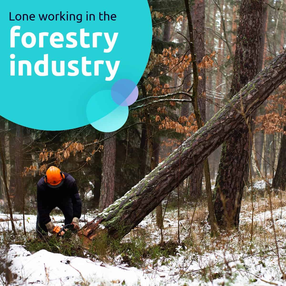 Lone working in the forestry sector | Safepoint Lone Worker Apps and ...